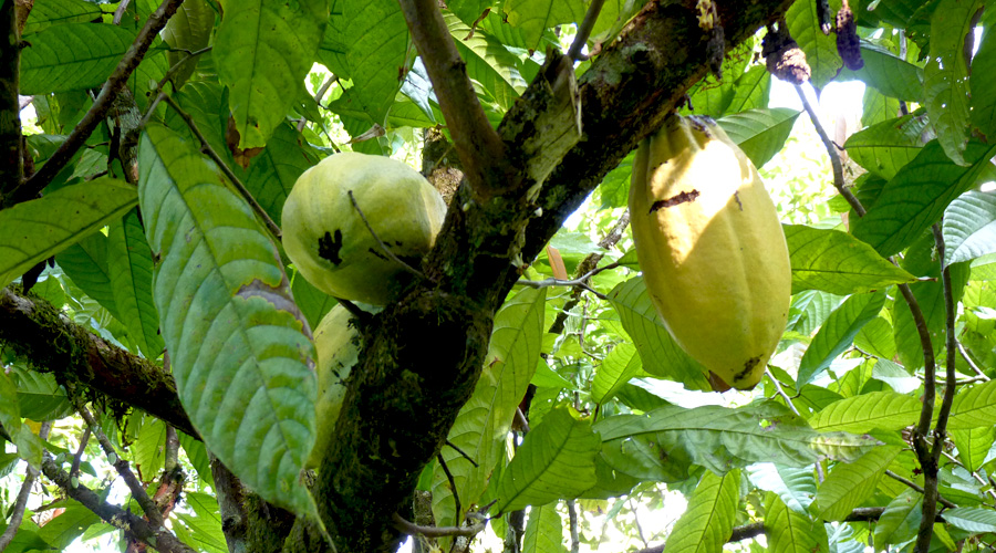 Costa Rica Immobilier - Finca Cacao Très beau terrain en terrasse, bord ...